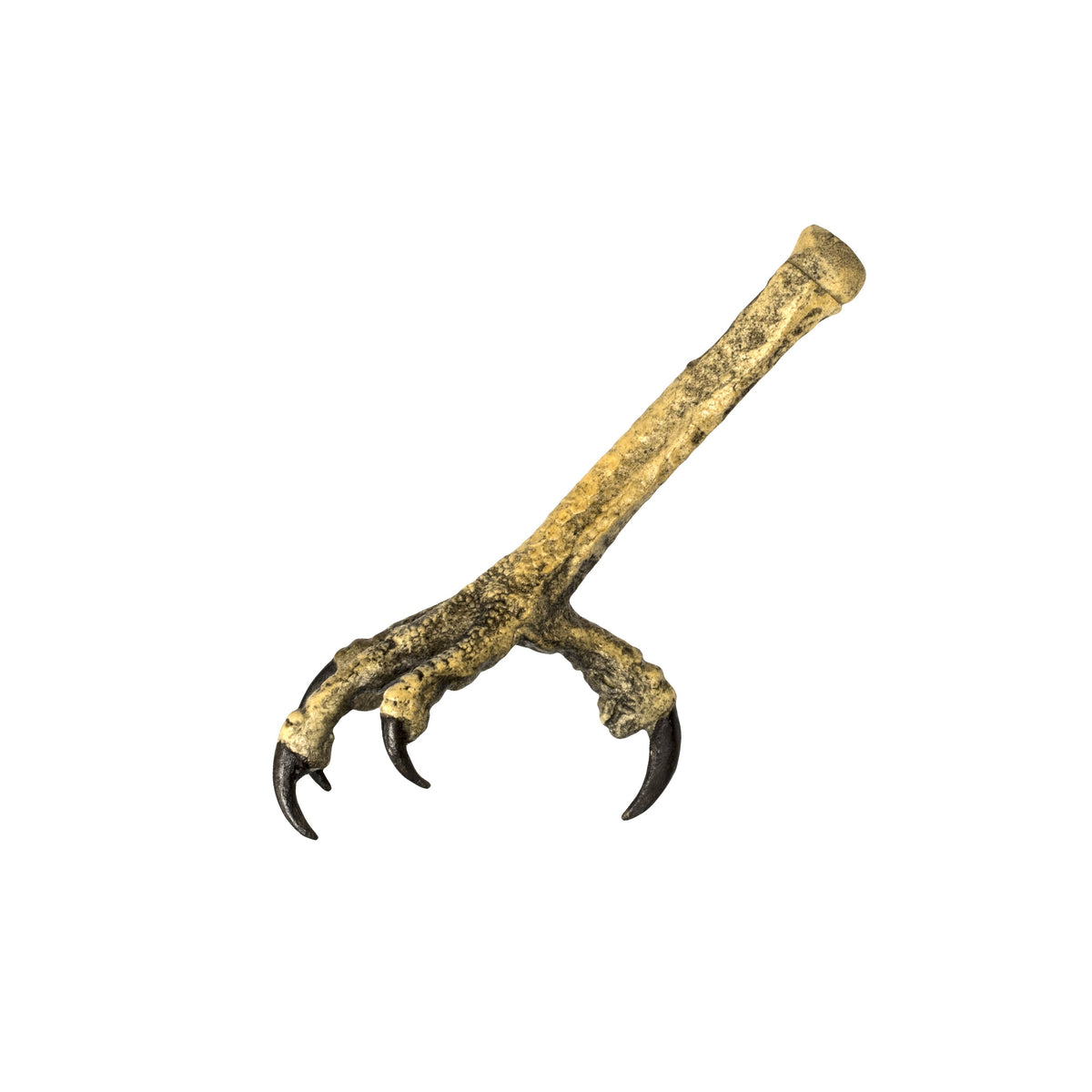 Replica Red-tailed Hawk Foot For Sale — Skulls Unlimited International ...