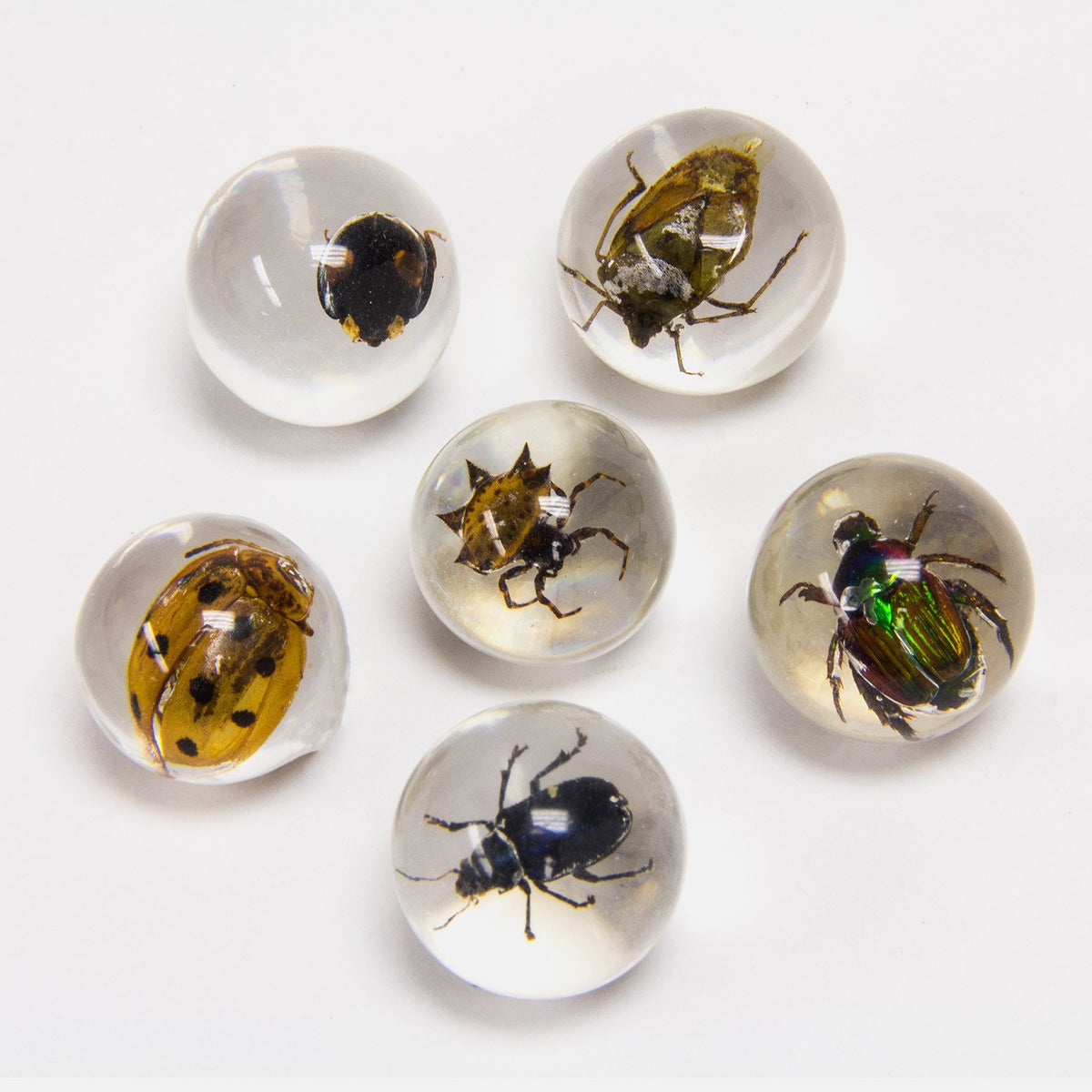 Real Insect in Acrylic Marble — Skulls Unlimited International, Inc.