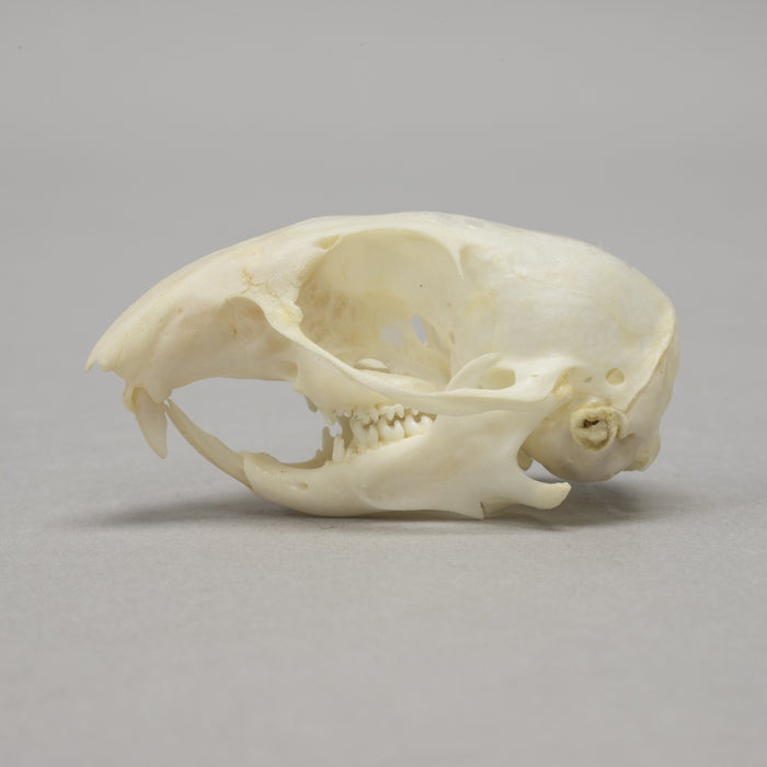 Real Thirteen-lined Ground Squirrel Skull — Skulls Unlimited ...