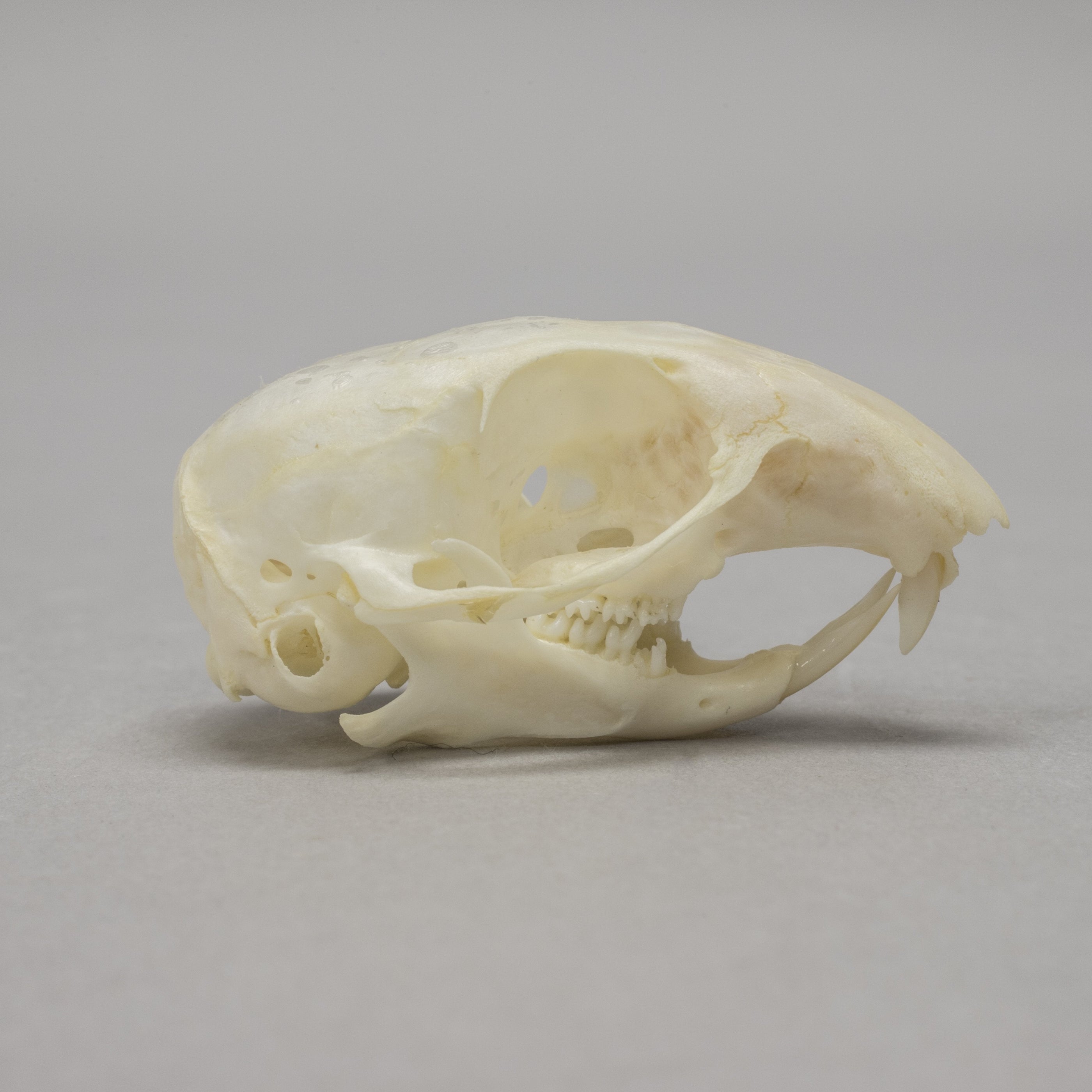 Real Thirteen-lined Ground Squirrel Skull — Skulls Unlimited ...