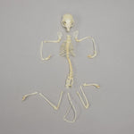 Real Flying Squirrel Skeleton For Sale — Skulls Unlimited International ...