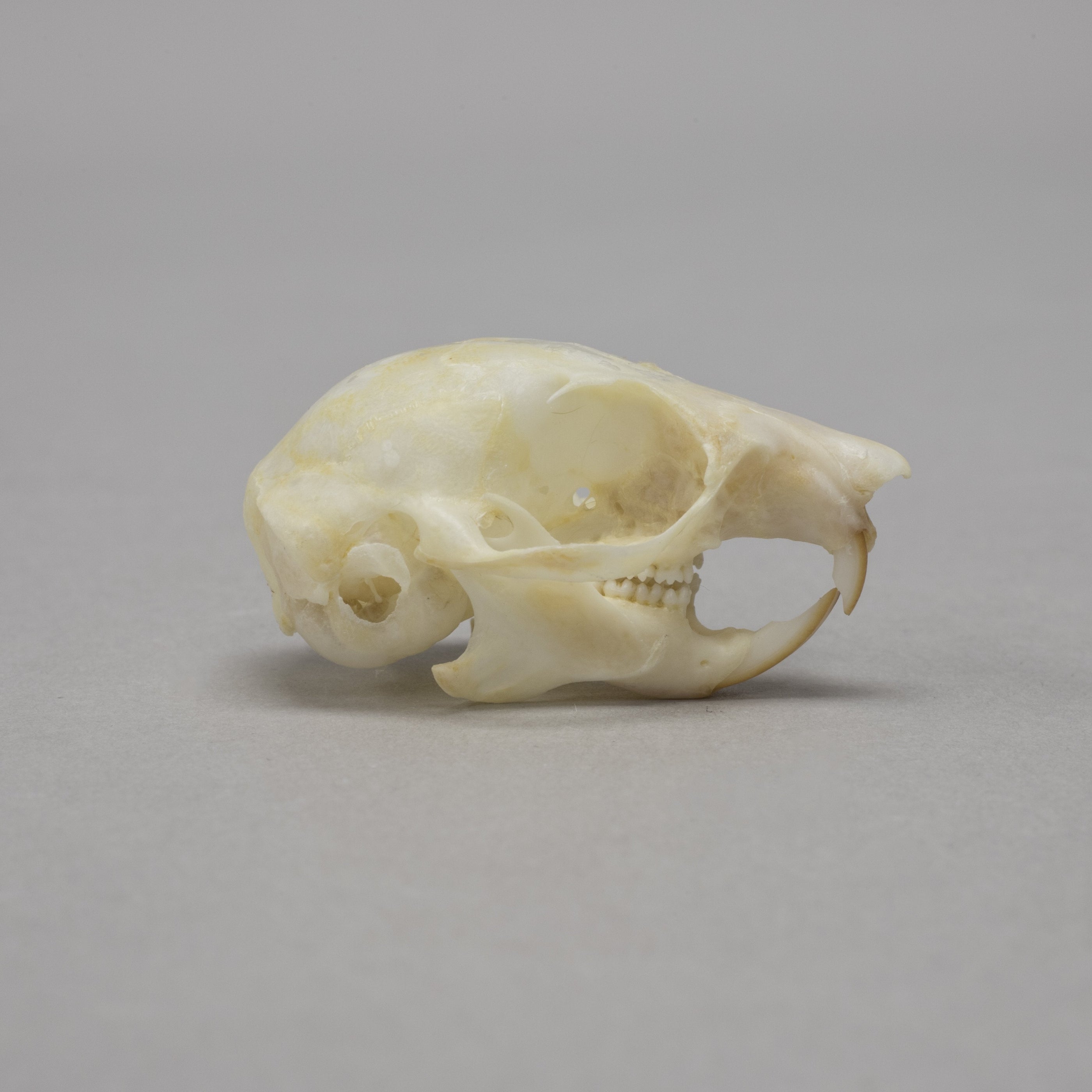 Real Flying Squirrel Skeleton — Skulls Unlimited International, Inc.
