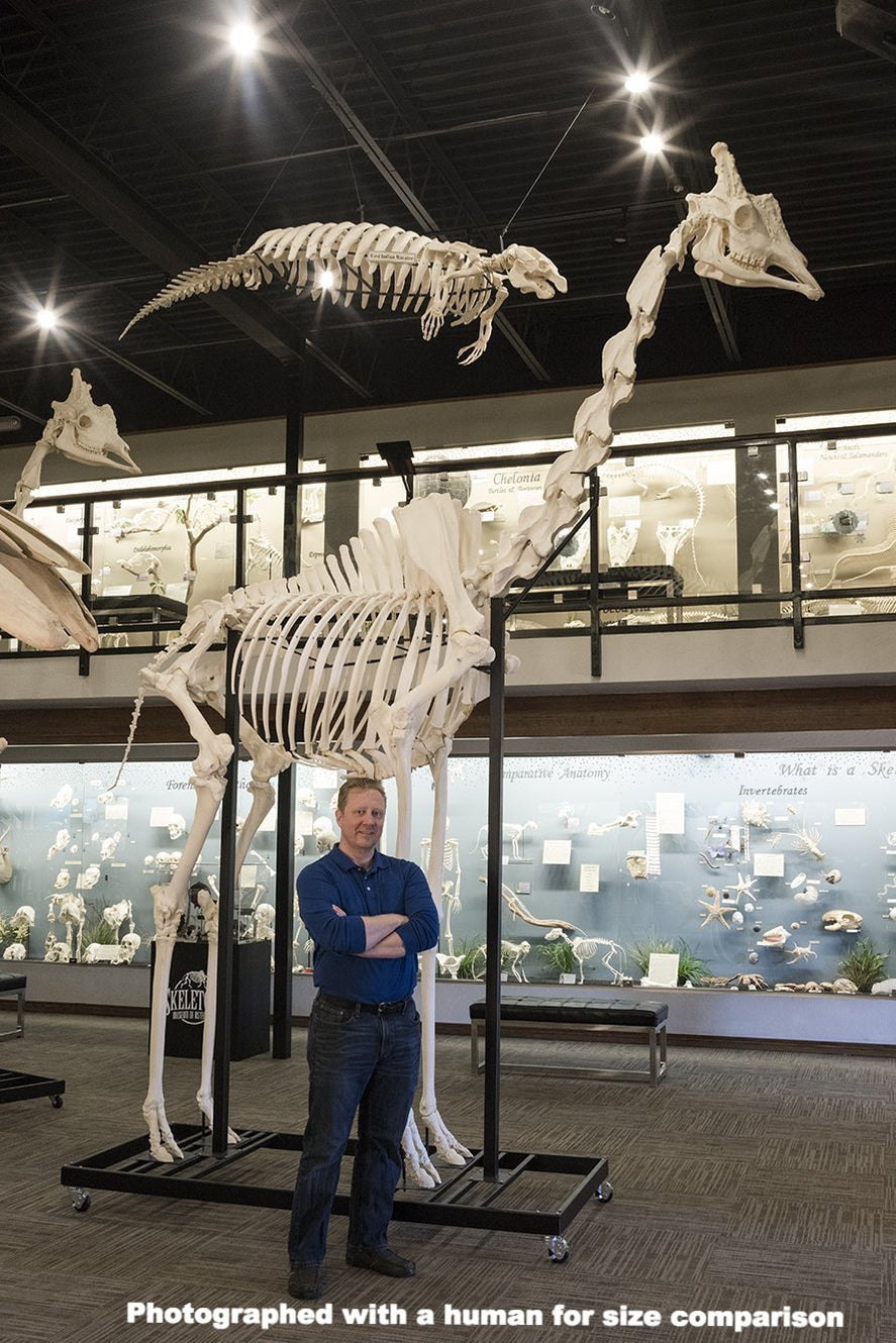 Real Southern Giraffe Skeleton - Articulated (13'7") — Skulls Unlimited ...
