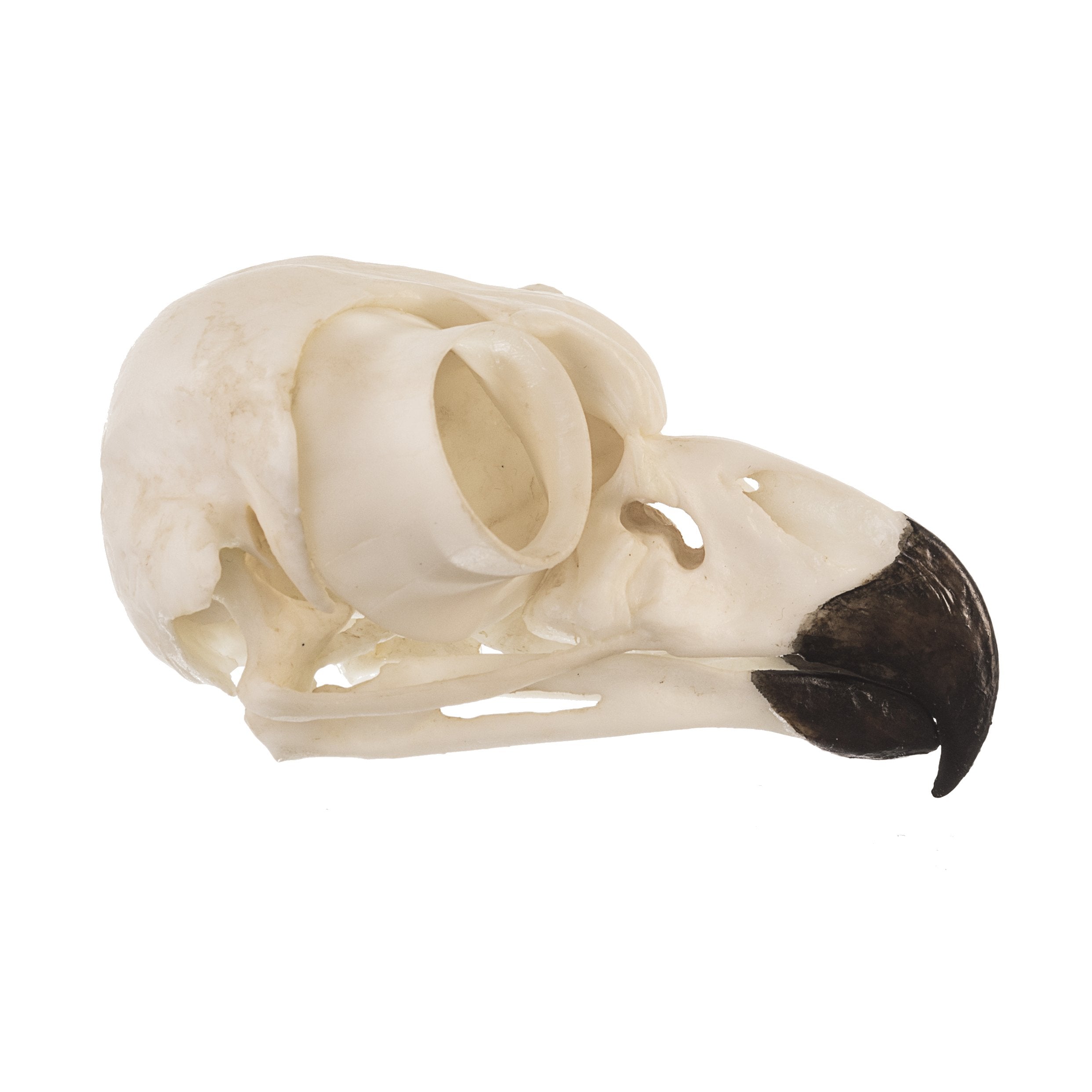 Replica Great Horned Owl Skull — Skulls Unlimited International, Inc.