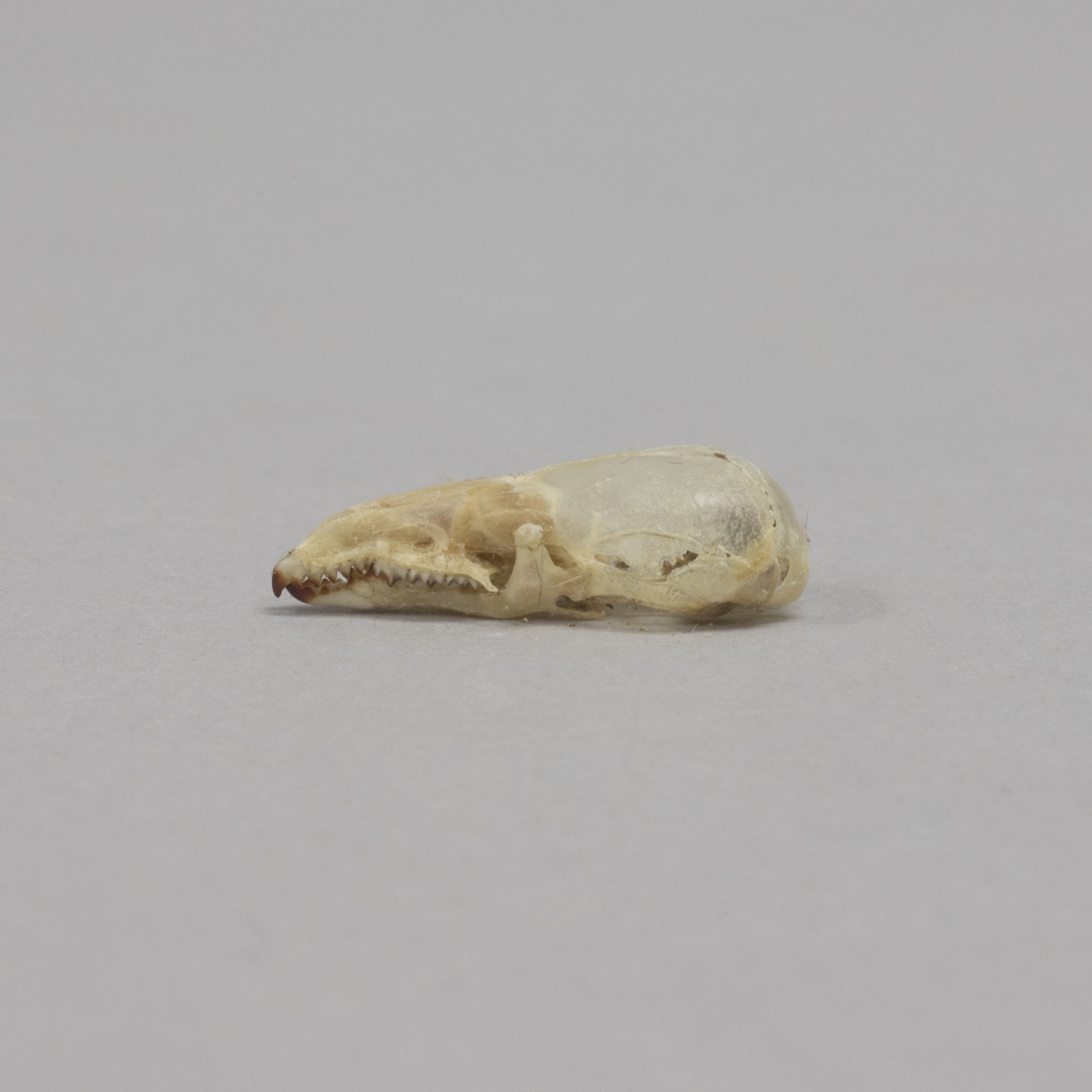 Real Pribilof Island Shrew Skeleton — Skulls Unlimited International, Inc.