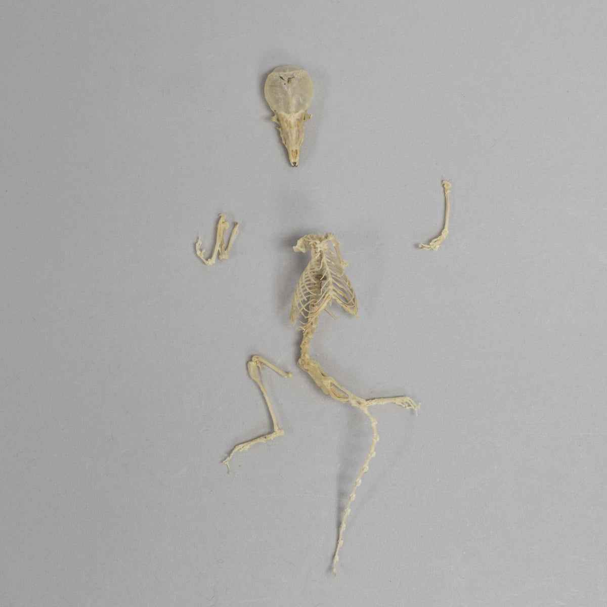 Real Pribilof Island Shrew Skeleton — Skulls Unlimited International, Inc.