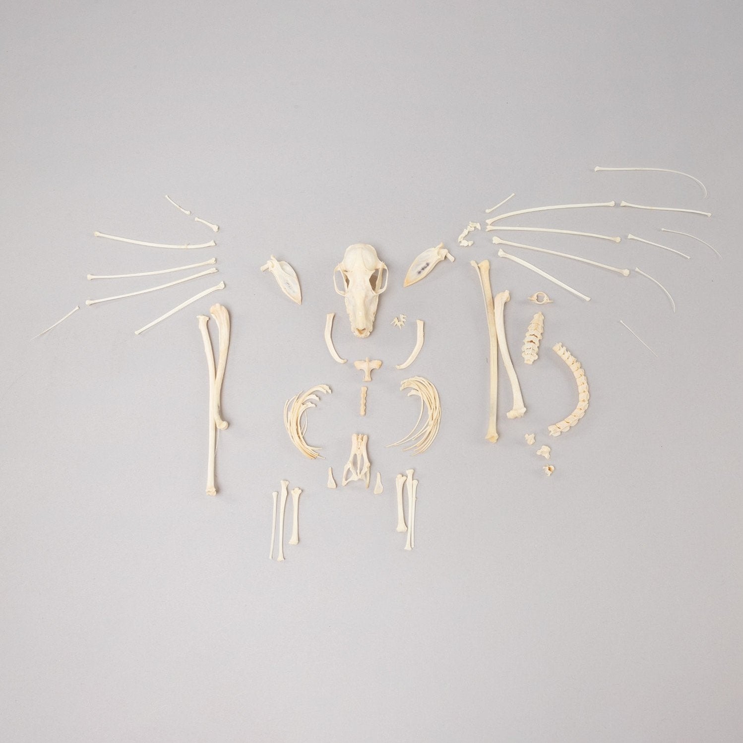 Real Hammerhead Fruit Bat Skeleton - Female — Skulls Unlimited ...