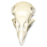 Replica Turkey Vulture Skull — Skulls Unlimited International, Inc.
