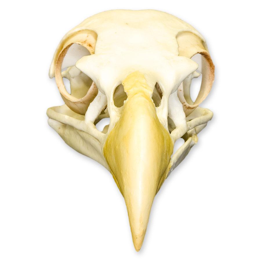 Eagle Skull Front
