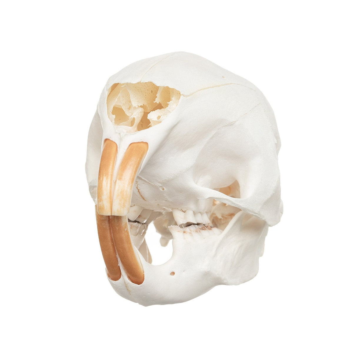 Real Cape Porcupine Skull For Sale — Skulls Unlimited International, Inc.
