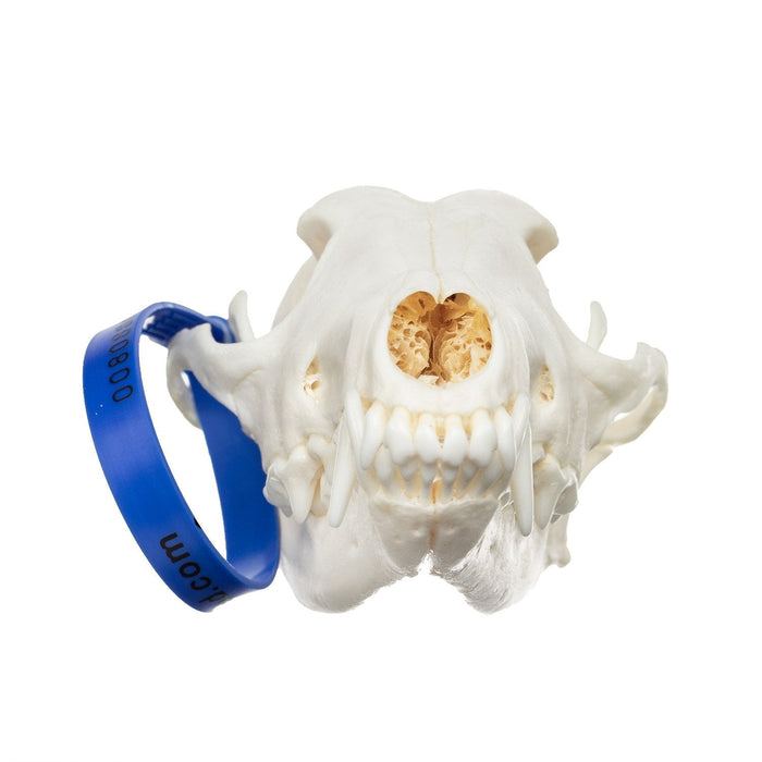 Real Black-backed Jackal Skull — Skulls Unlimited International, Inc.