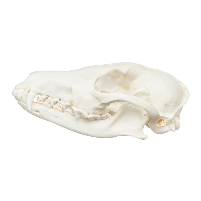 Real Black-backed Jackal Skull — Skulls Unlimited International, Inc.
