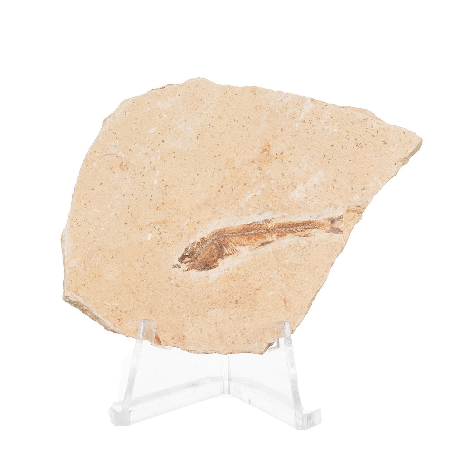 Real Fossilized Fish Slab For Sale — Skulls Unlimited International, Inc.