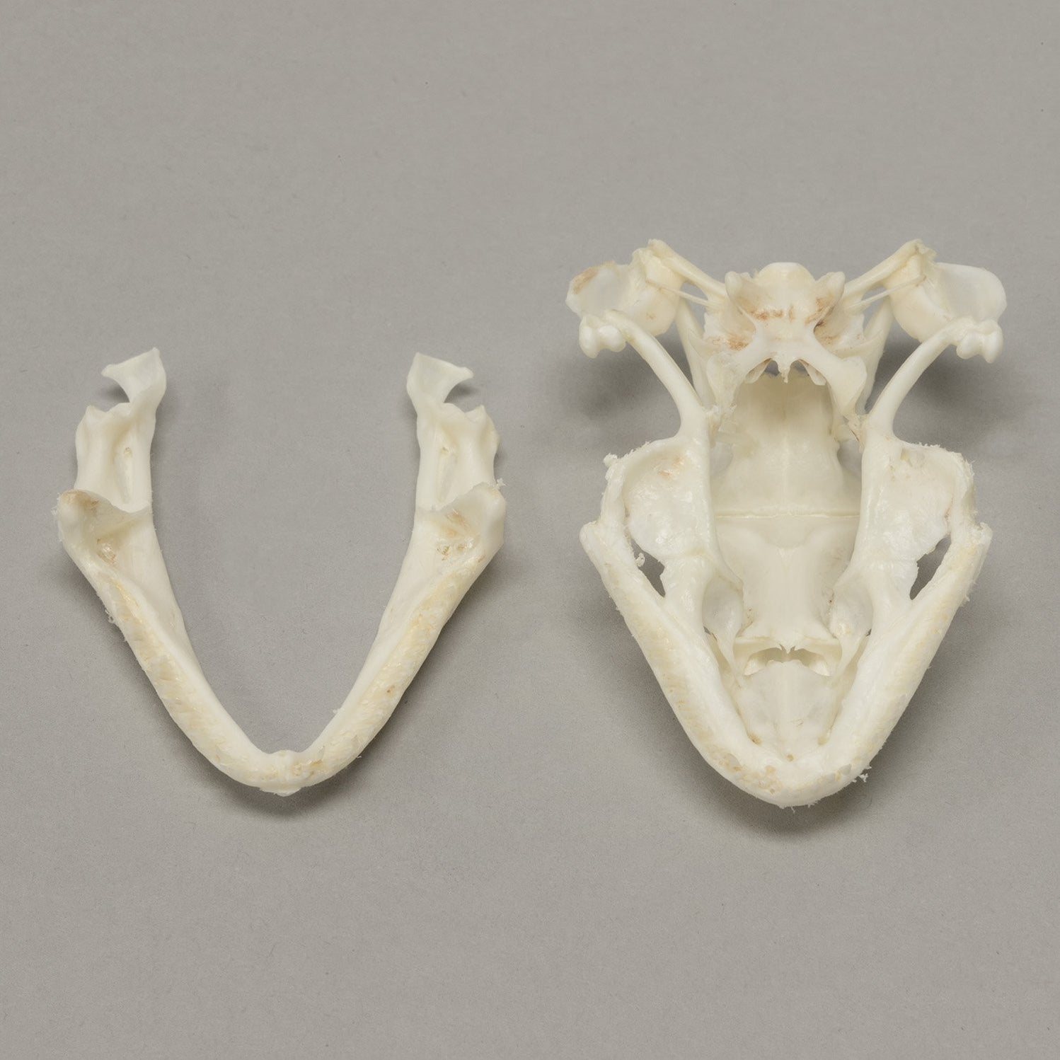 Real Tokay Gecko Skull For Sale — Skulls Unlimited International, Inc.