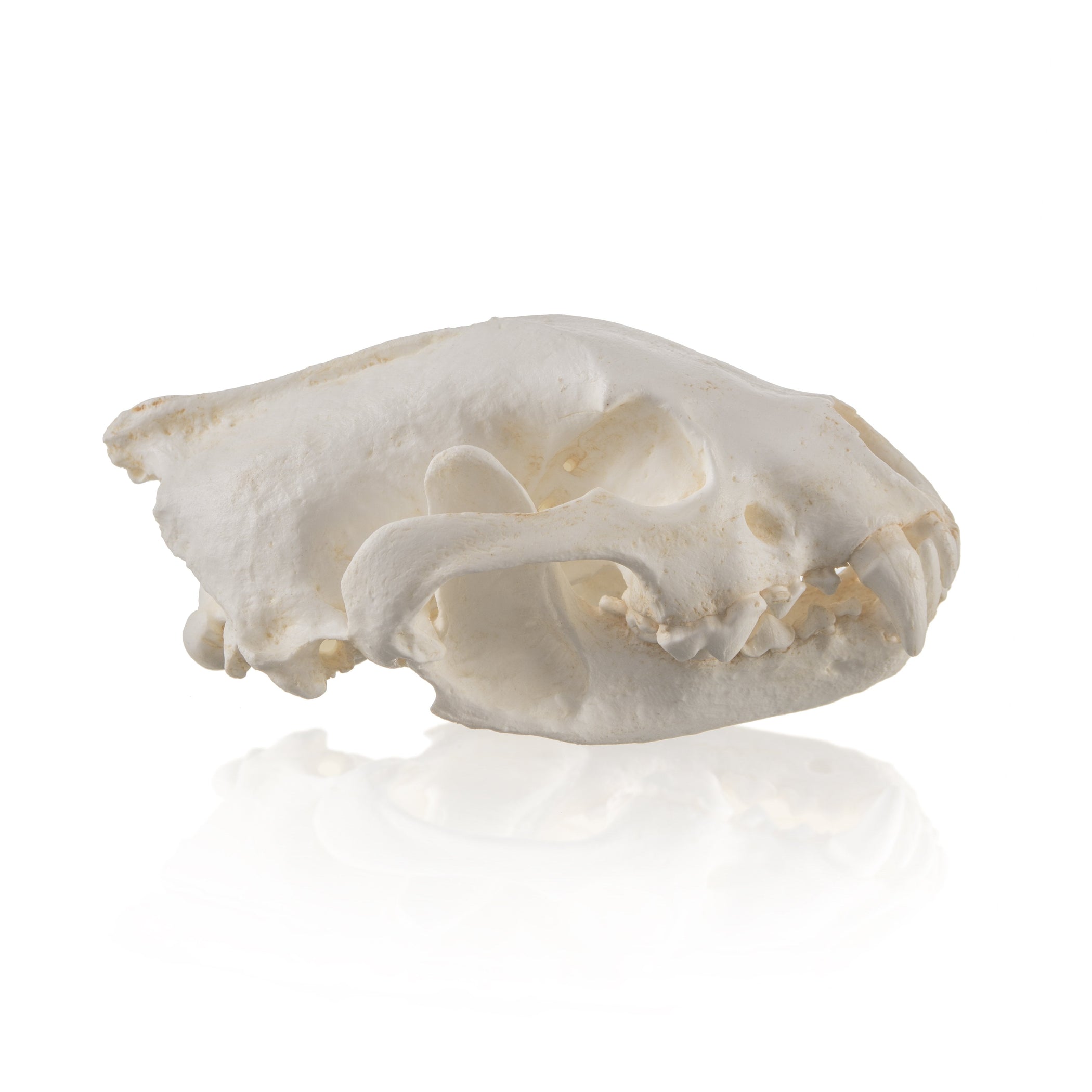Replica Wolverine Skull For Sale — Skulls Unlimited International, Inc.