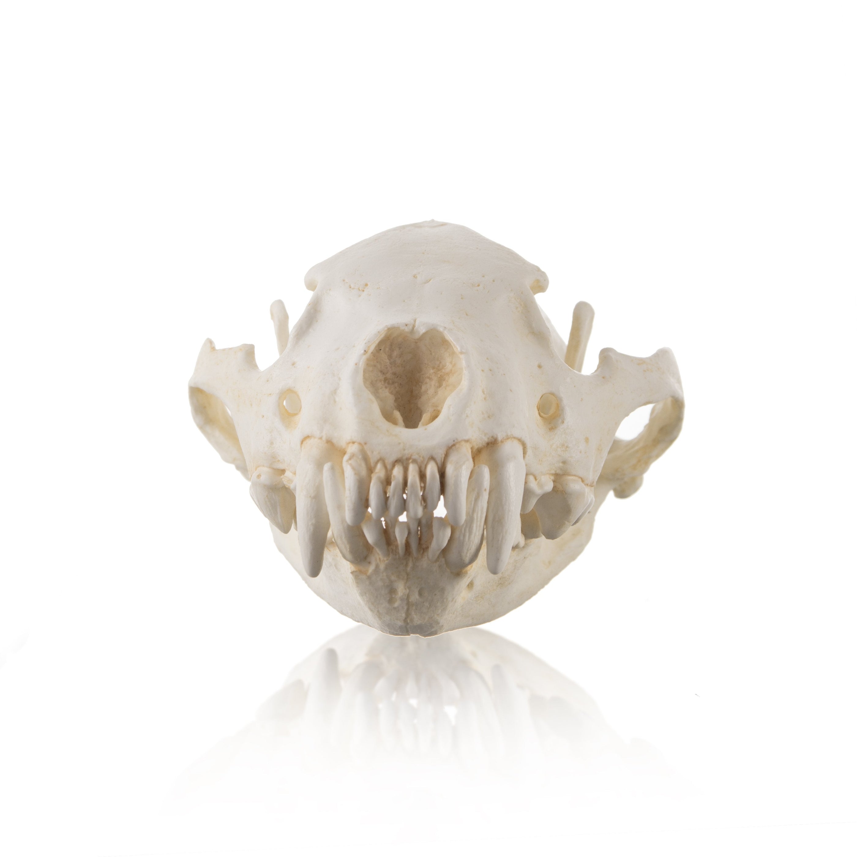 Replica Wolverine Skull For Sale — Skulls Unlimited International, Inc.