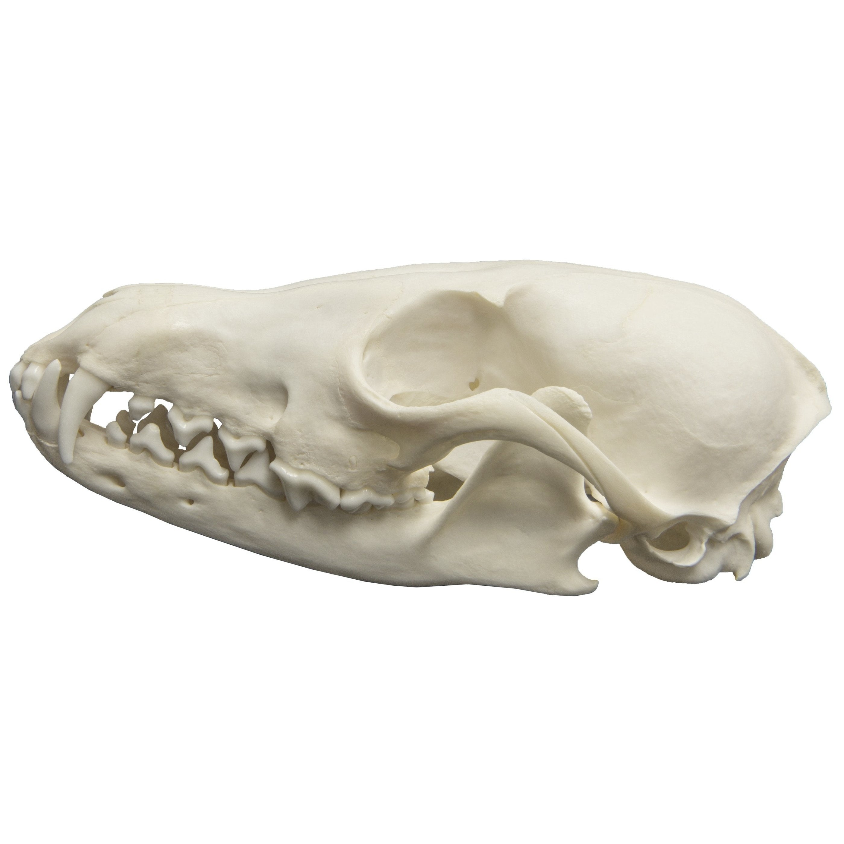 Real Red Fox Skull — Skulls Unlimited International, Inc.