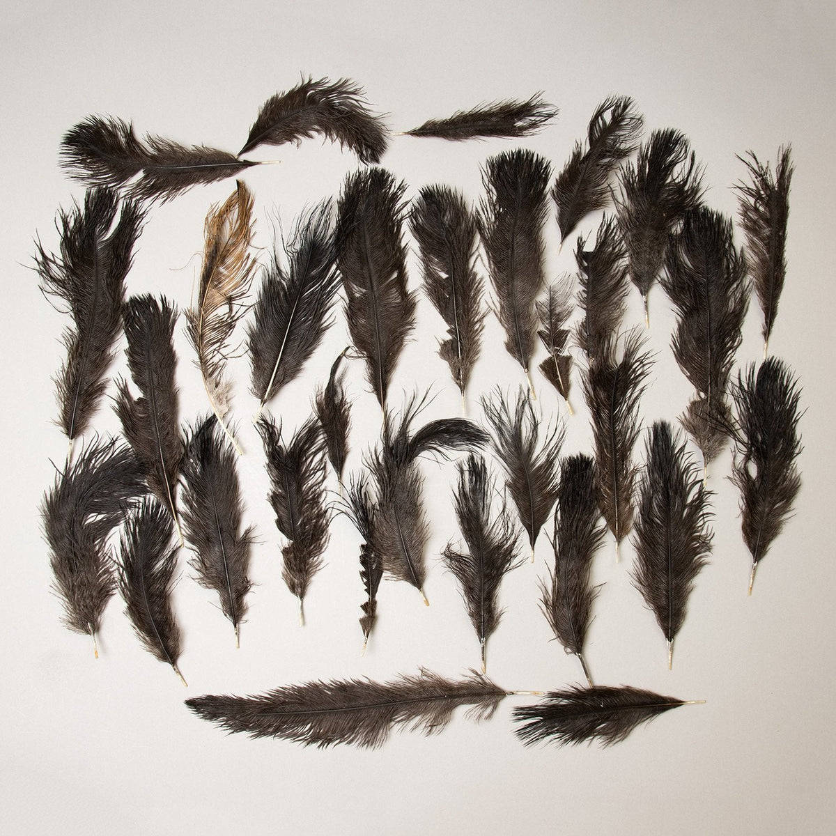 Real Bag-O-Ostrich Feathers For Sale — Skulls Unlimited International, Inc.