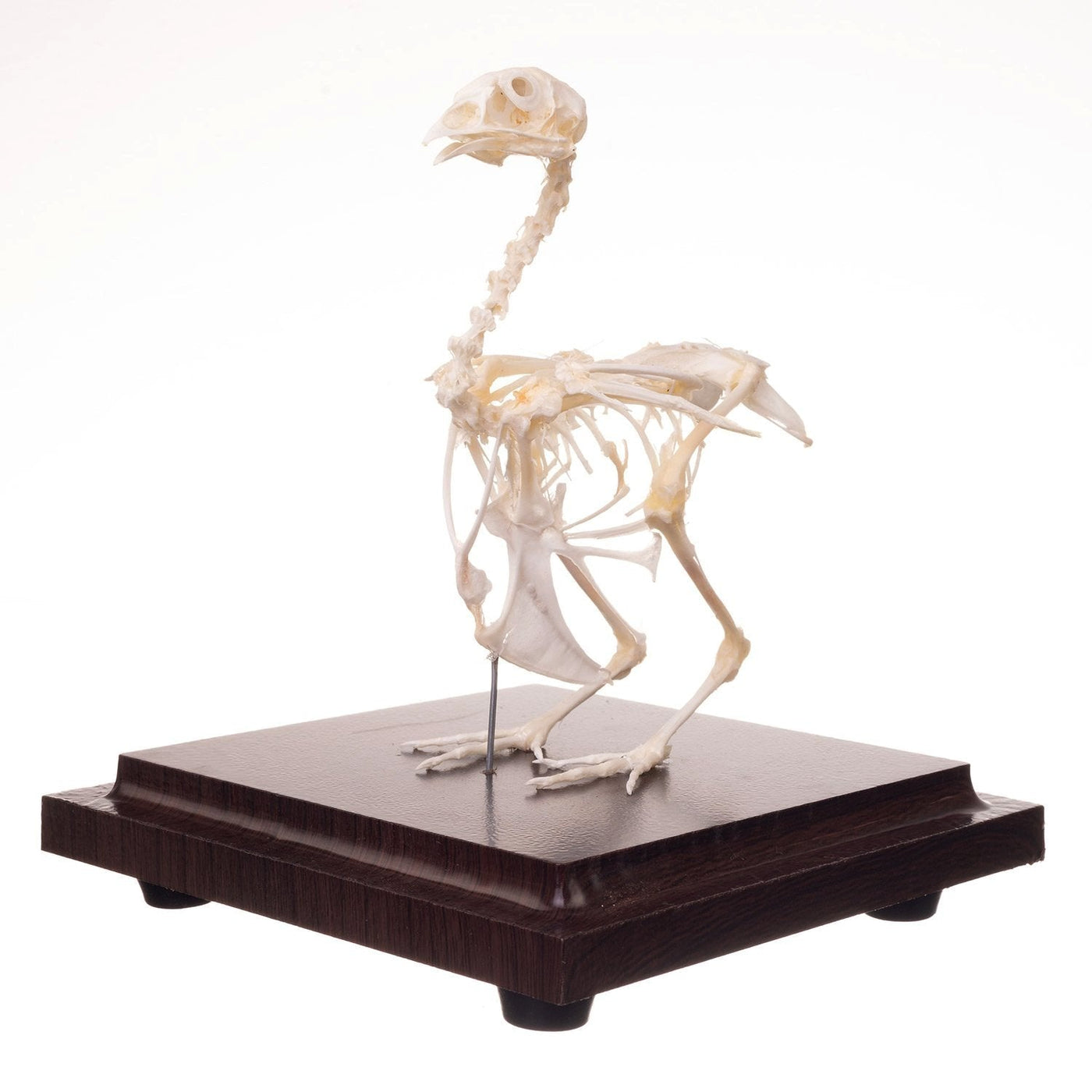 Real Quail Economy Skeleton For Sale — Skulls Unlimited International, Inc.
