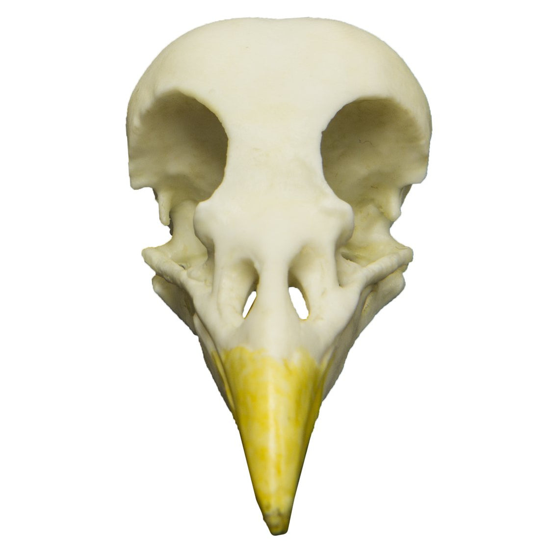 Replica Yellow-billed Magpie Skull — Skulls Unlimited International, Inc.