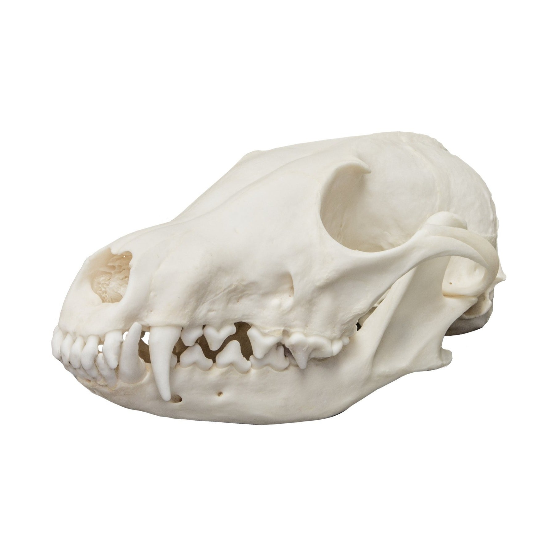 Real Arctic Fox Skull For Sale — Skulls Unlimited International, Inc.