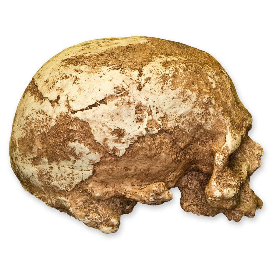 Replica Cro-Magnon 1 Skull For Sale — Skulls Unlimited International, Inc.