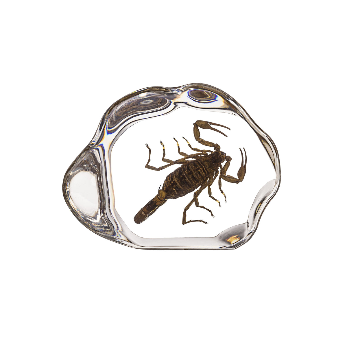 Real Brown Scorpion in Acrylic Paperweight — Skulls Unlimited ...