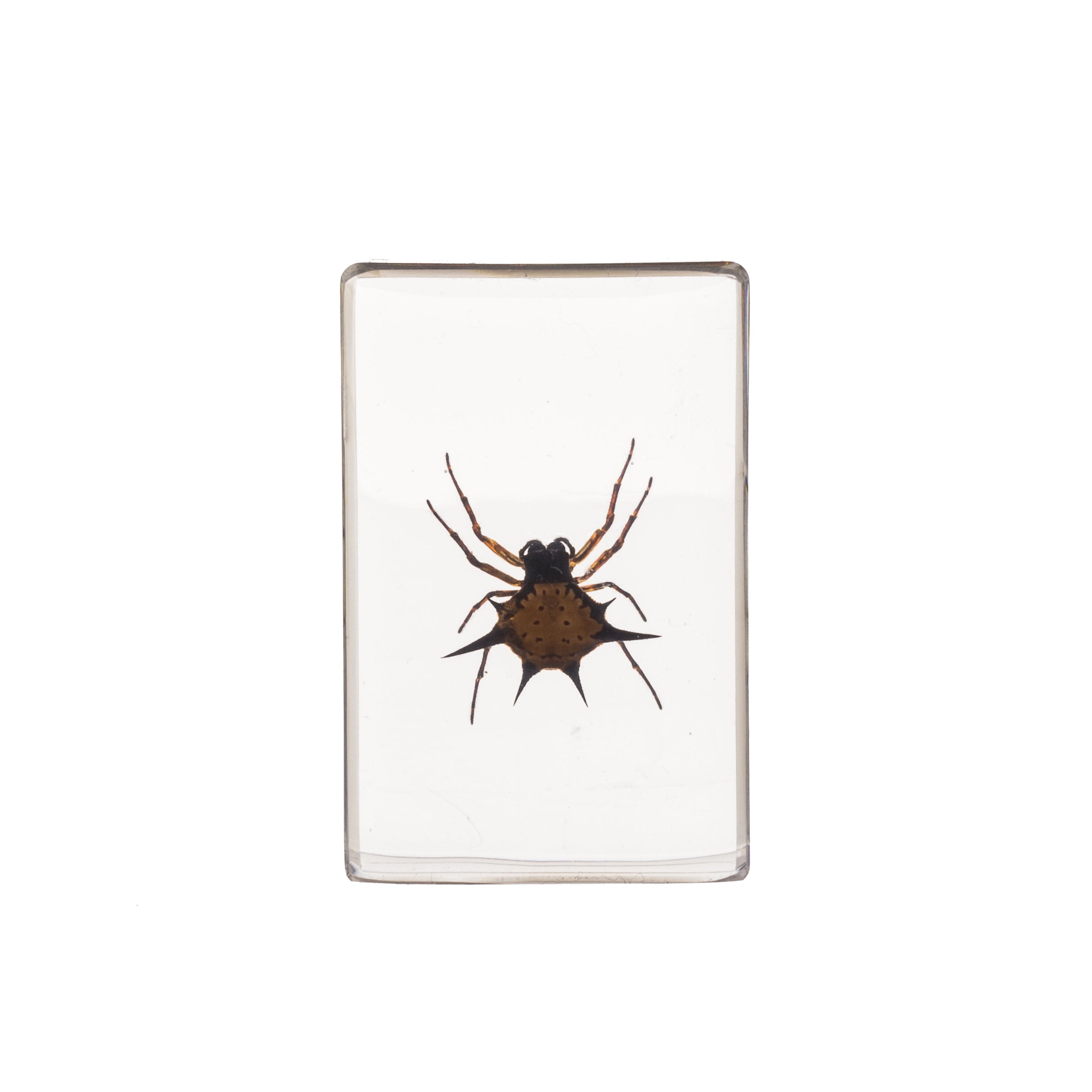 Real Spiny Spider Paperweight - Small — Skulls Unlimited International ...