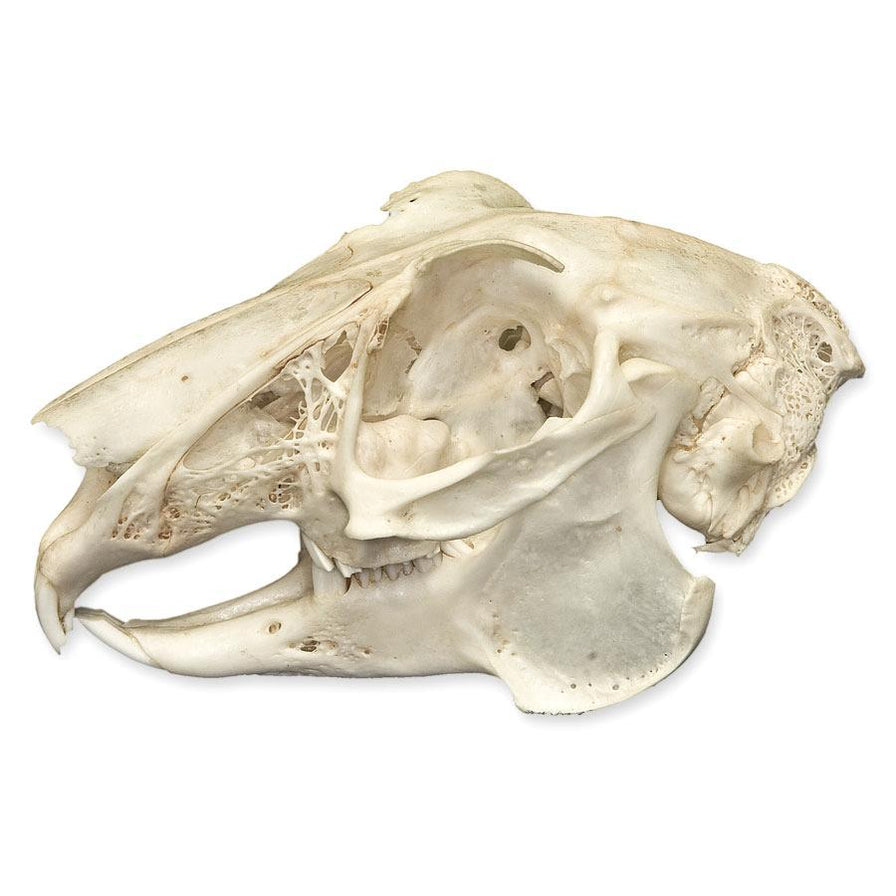 Real Predator and Prey Set (Coyote and European Rabbit) - Small ...