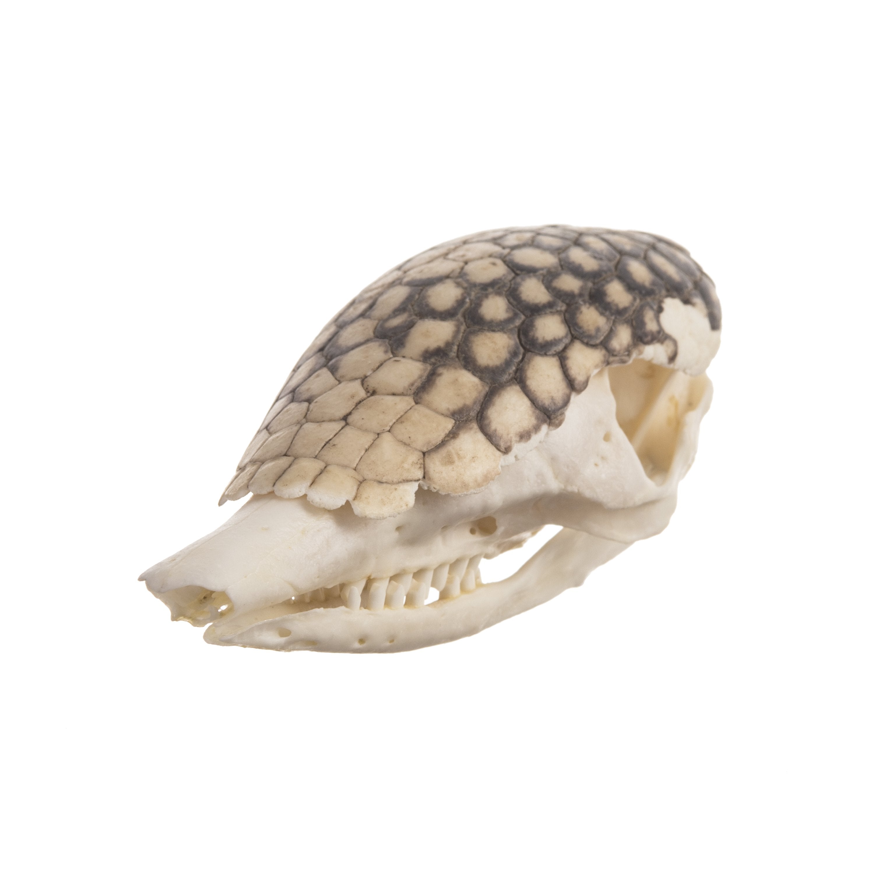 Nine Banded Armadillo Skeleton