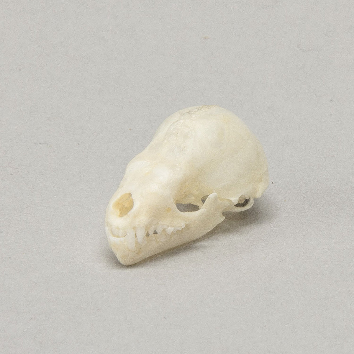 Real Seba's Short-tailed Bat Skull — Skulls Unlimited International, Inc.