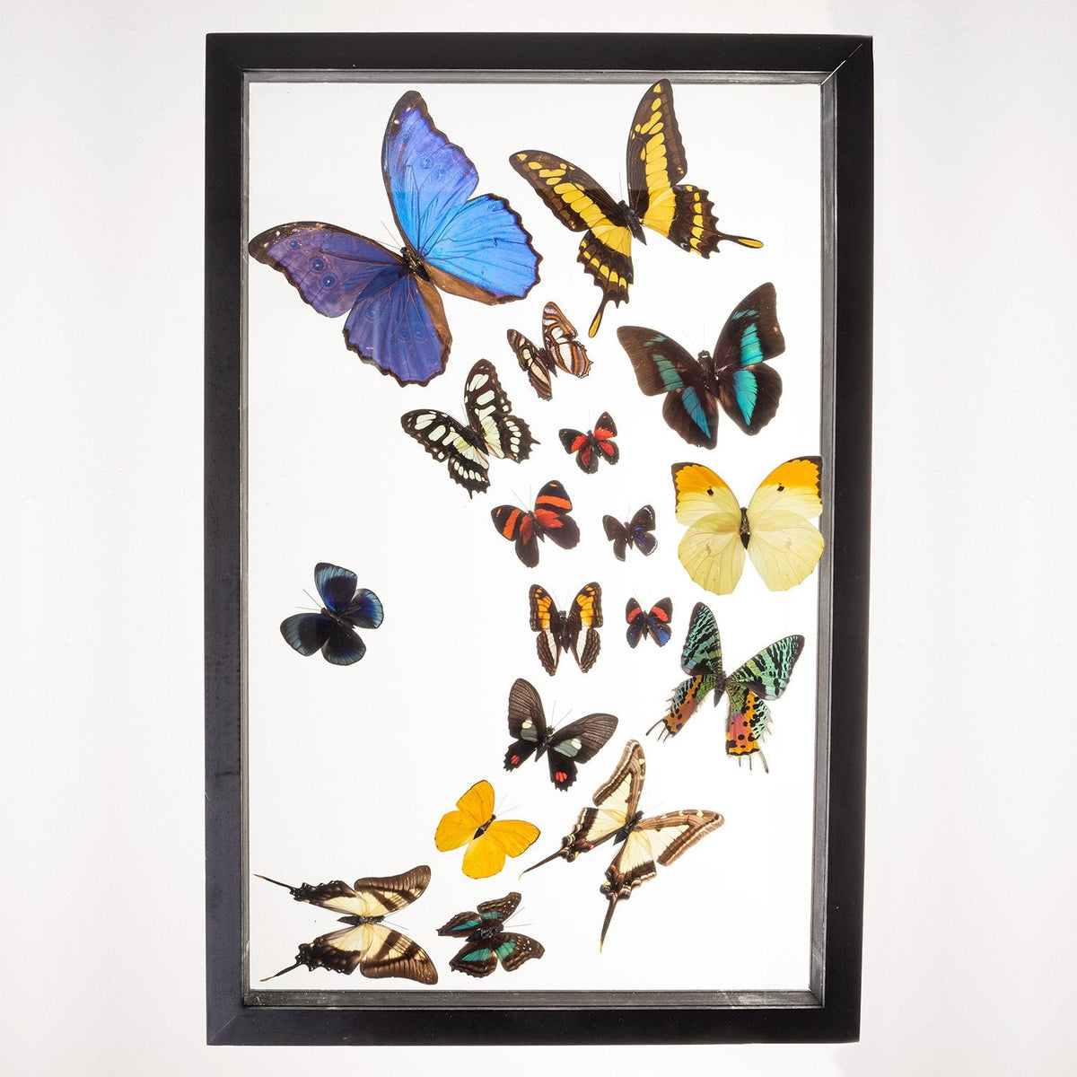 Real Insects of 18 Butterflies Taxidermy in an Entomology Gallery Style ...