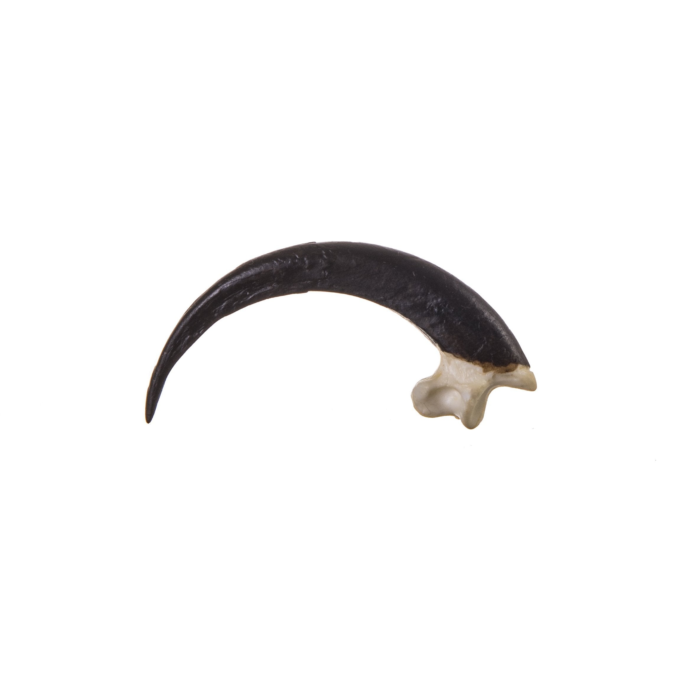 Replica Golden Eagle Talon — Skulls Unlimited International, Inc.