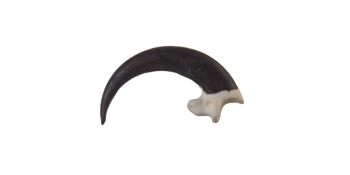 Replica Bald Eagle Talon — Skulls Unlimited International, Inc.
