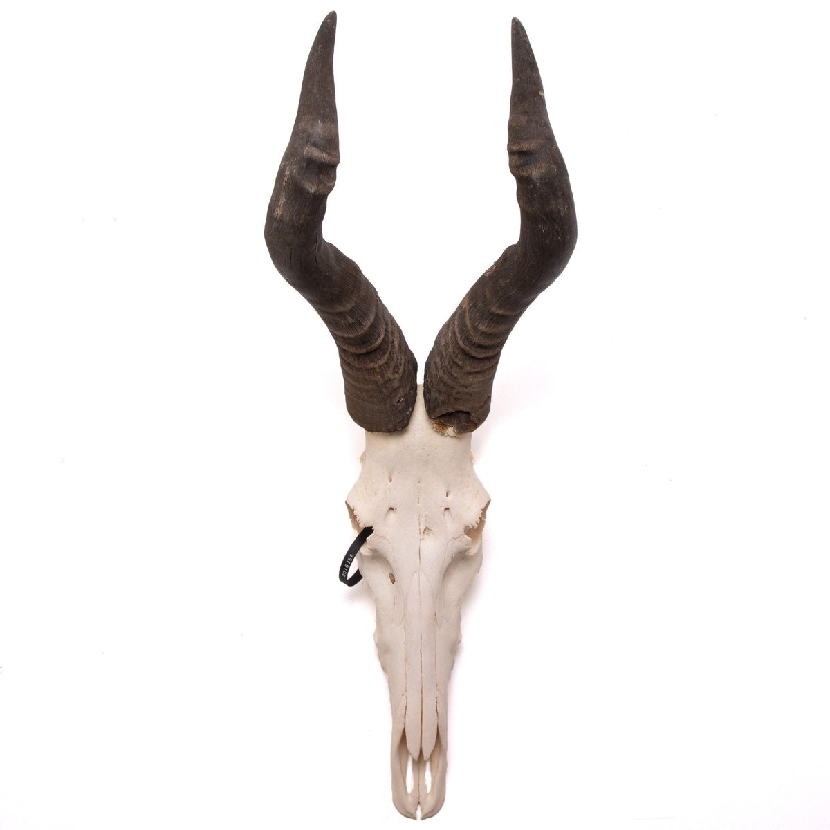 Real Hartebeest Skull — Skulls Unlimited International, Inc.