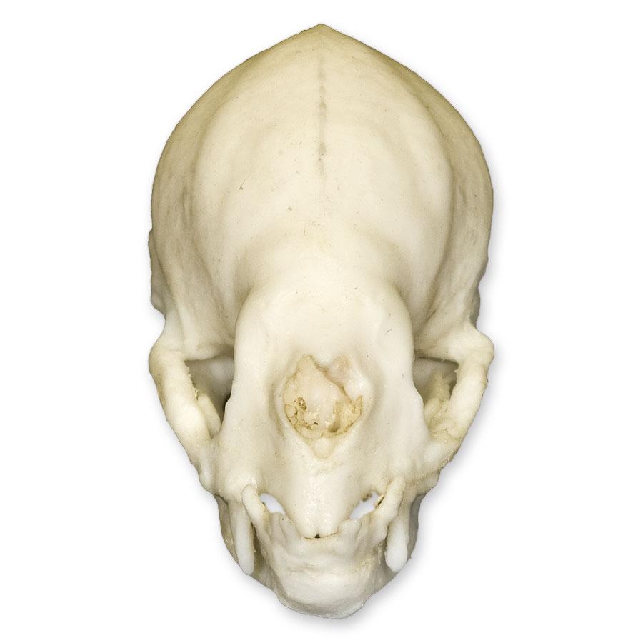 Vampire Bat Skull