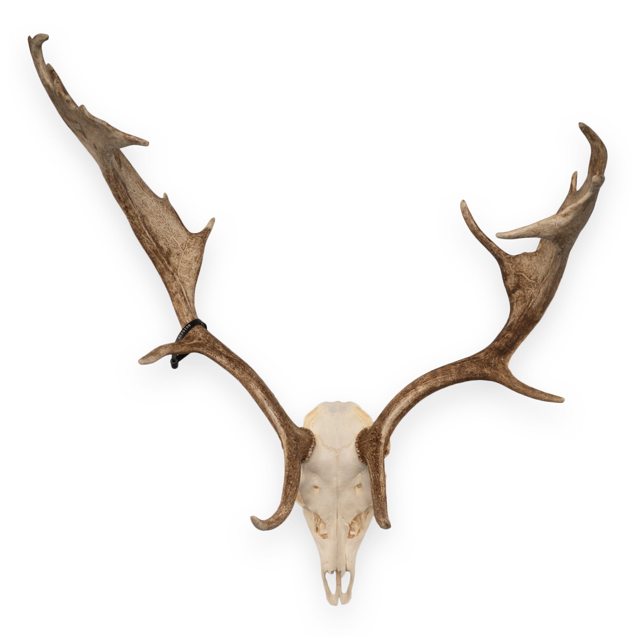 Deer Skeleton Head