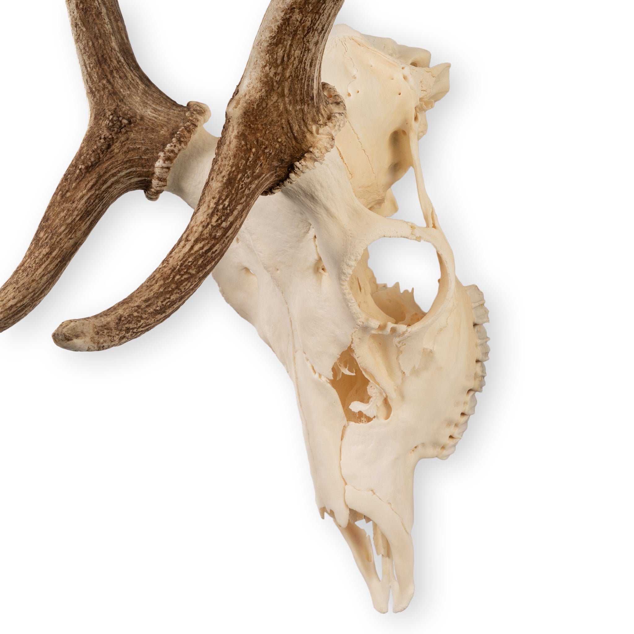 Deer Skull Front View