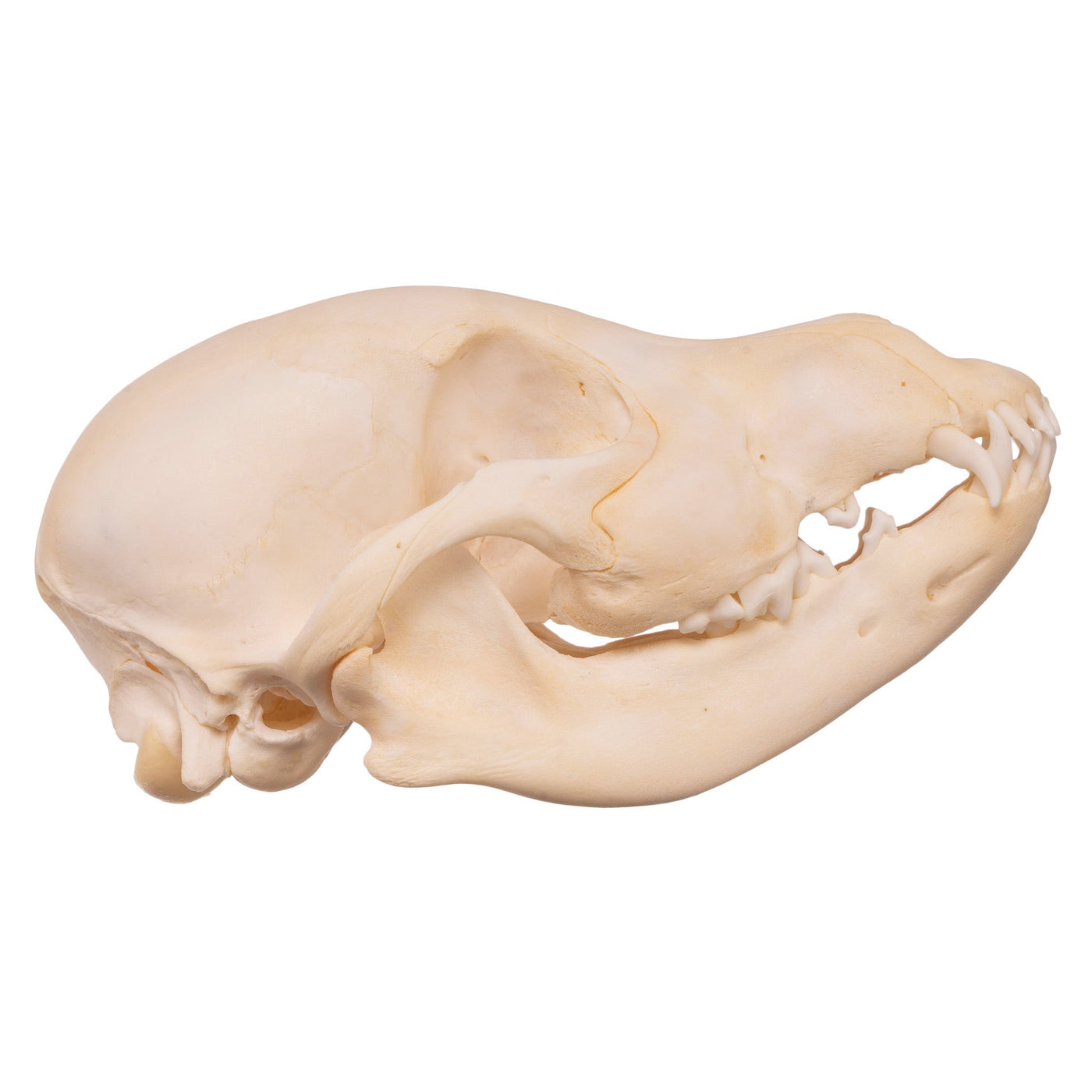 Real Domestic Dog Skull - Husky Puppy — Skulls Unlimited International ...
