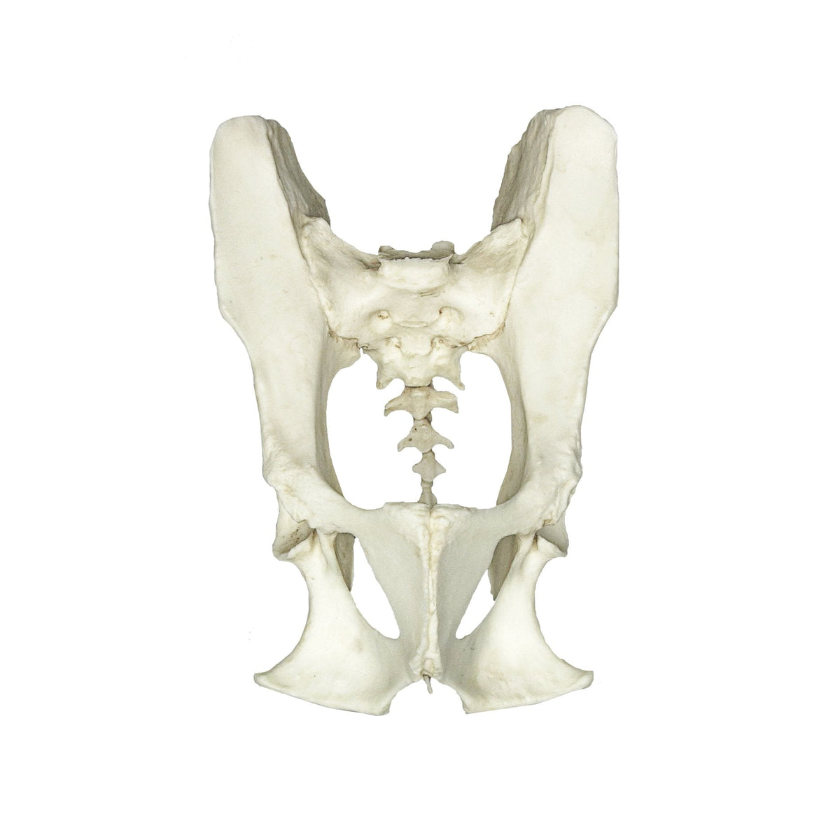 Replica Mandrill Baboon Pelvis For Sale — Skulls Unlimited ...