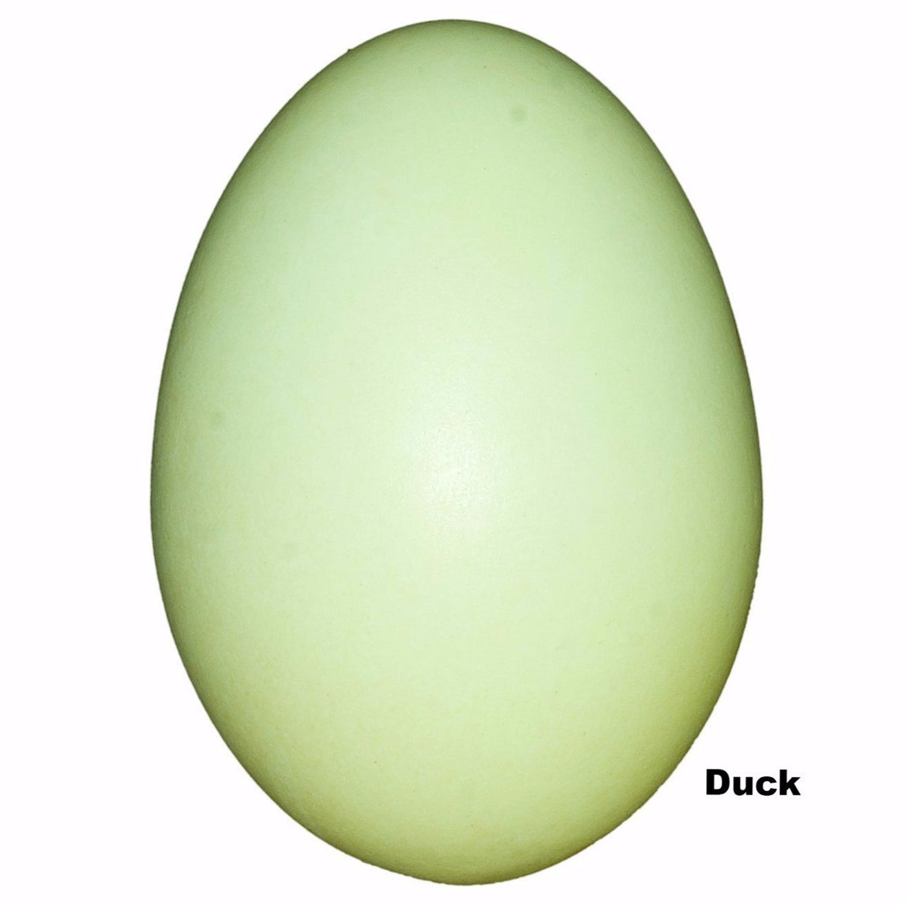 Replica Duck Egg (60mm) — Skulls Unlimited International, Inc.
