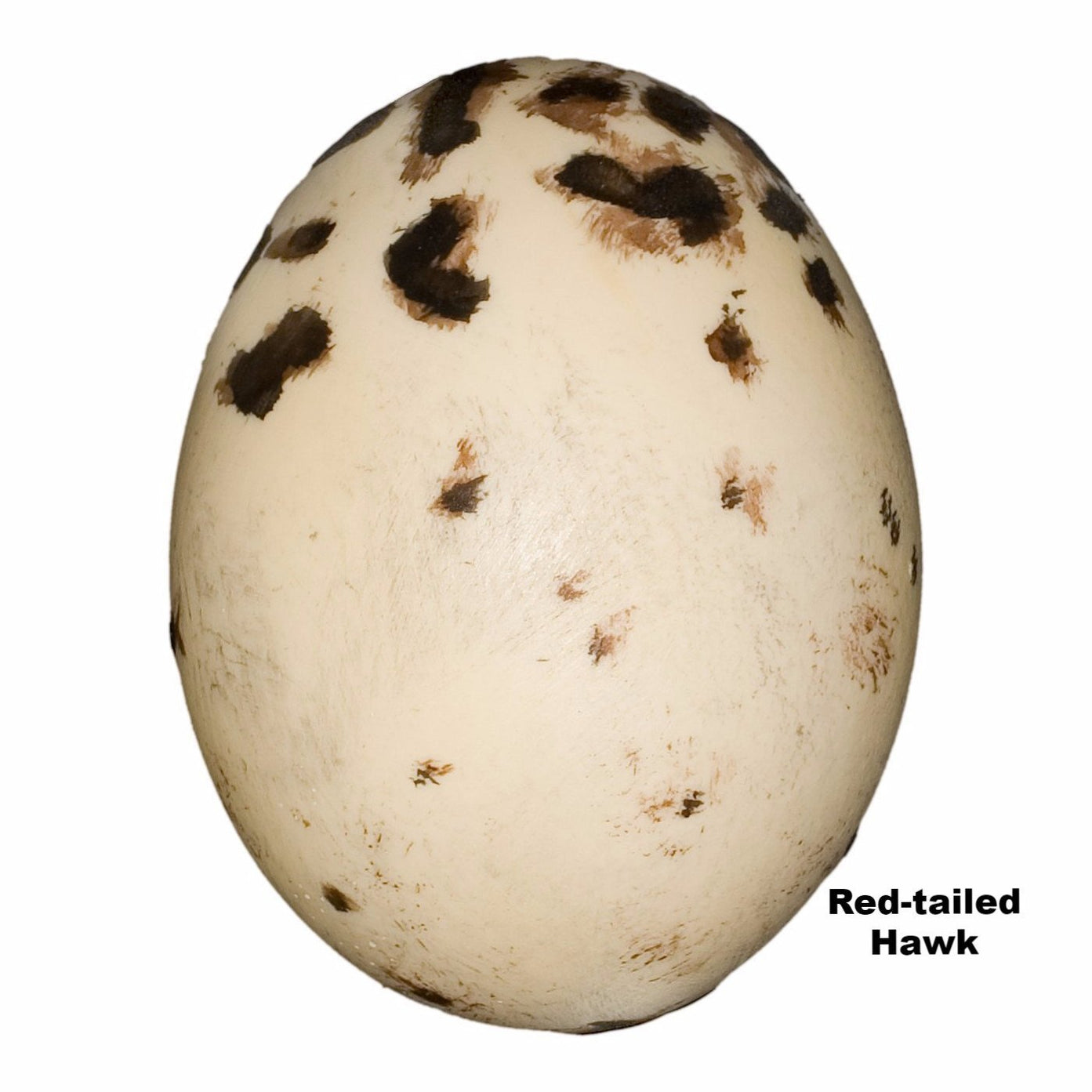 Replica Red-tailed Hawk Egg For Sale — Skulls Unlimited International, Inc.