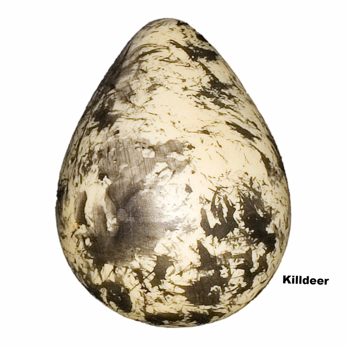 Replica Killdeer Egg For Sale — Skulls Unlimited International, Inc.