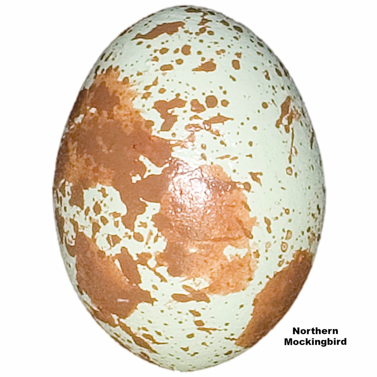 Northern Mockingbird Eggs