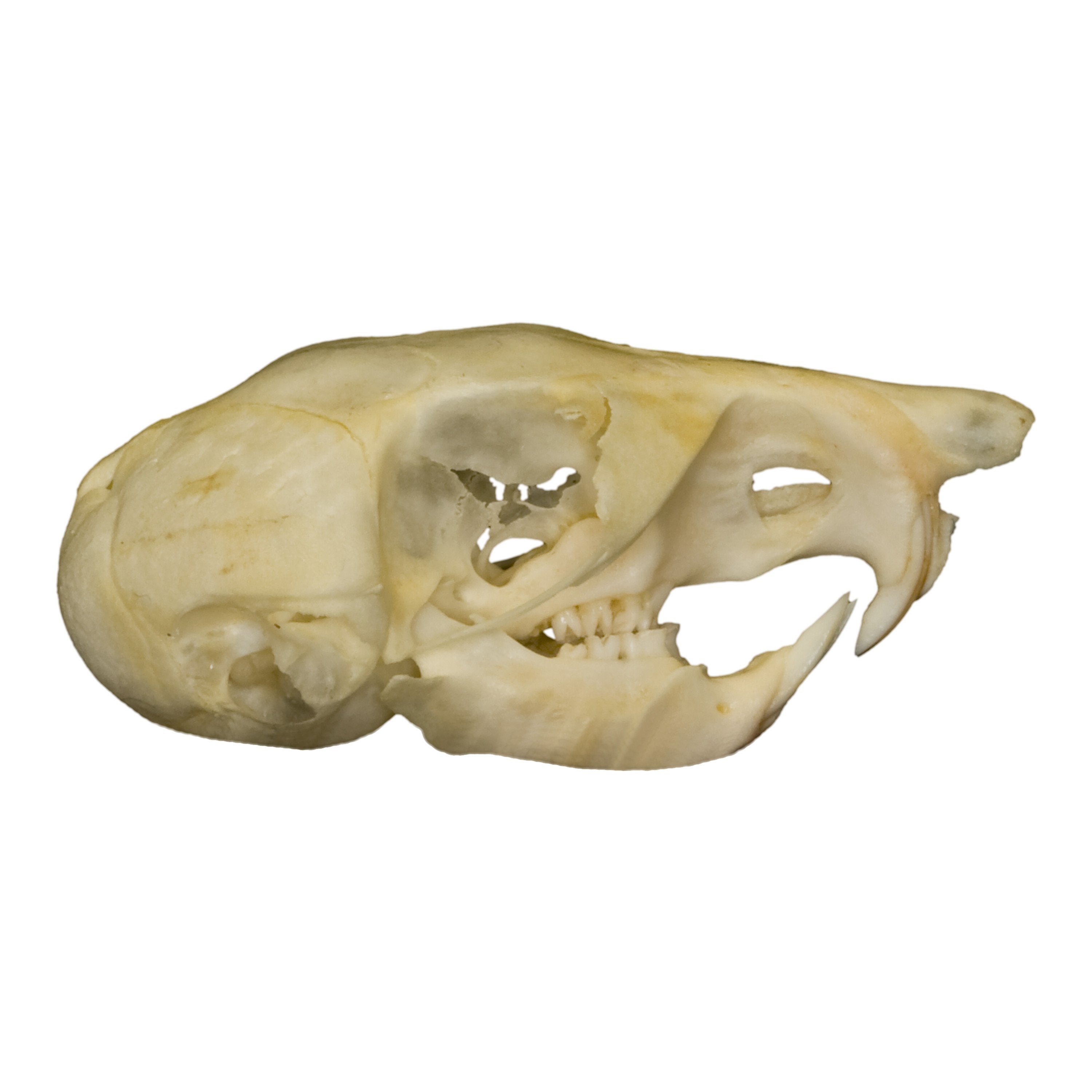 Kangaroo Canine Teeth