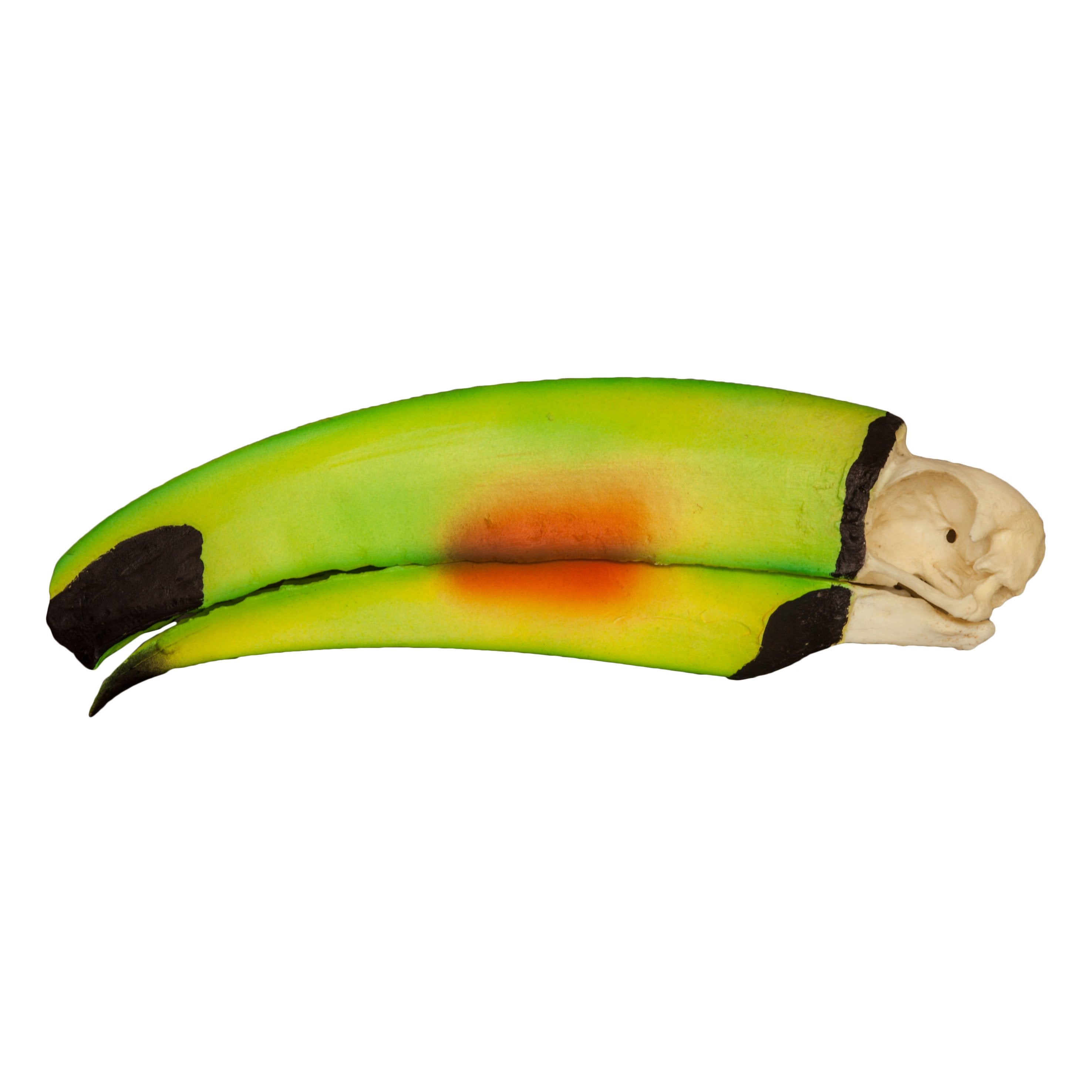 Keel Billed Toucan Beak