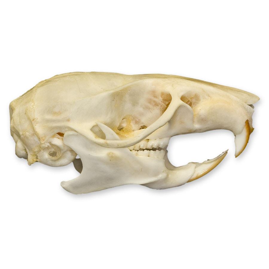 Hispid Cotton Rat Skull