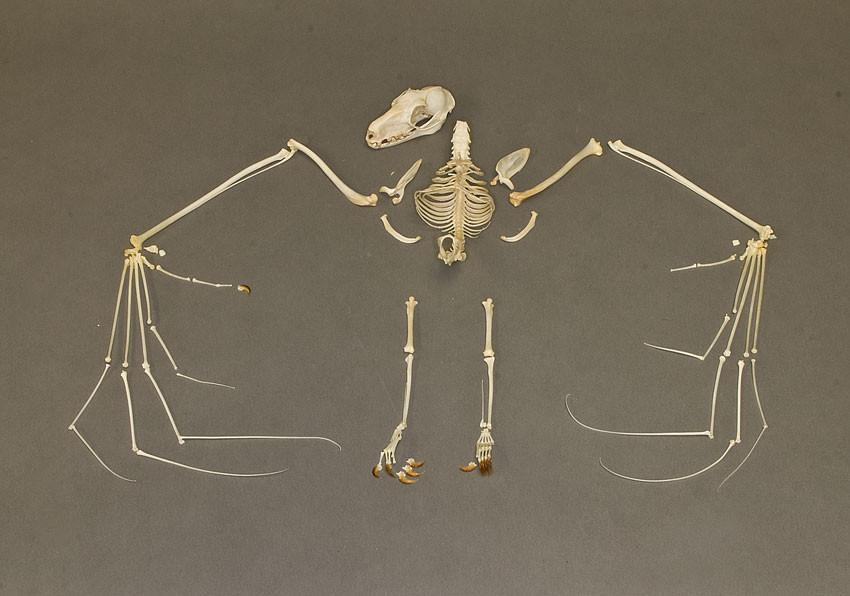 Fruit Bat Skeleton