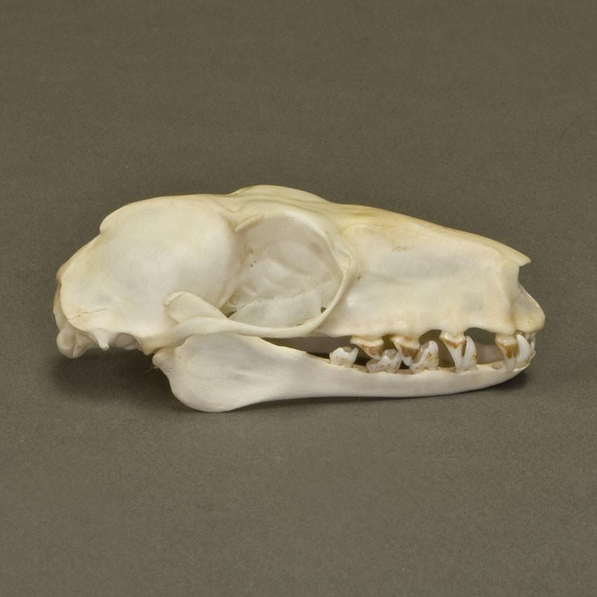 Fruit Bat Skull