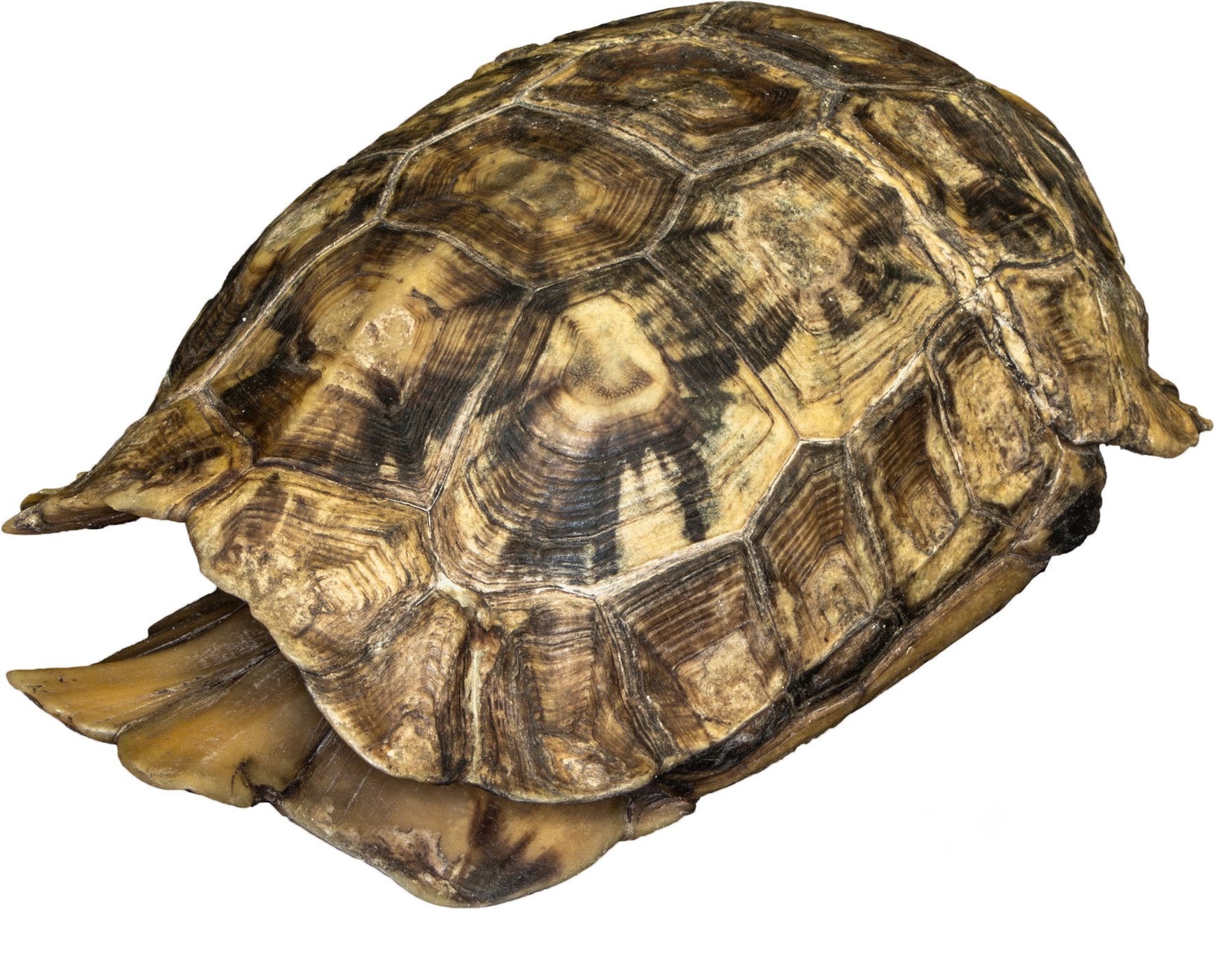 Real Hinge-back Tortoise Shell and Skull For Sale — Skulls Unlimited ...